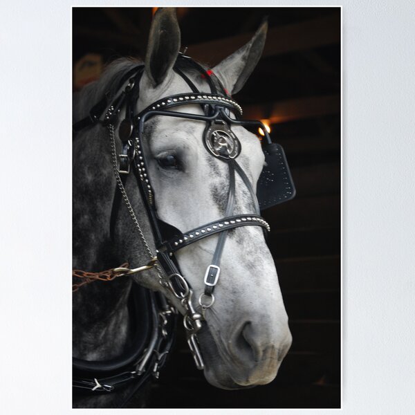 Percheron Merch & Gifts for Sale | Redbubble