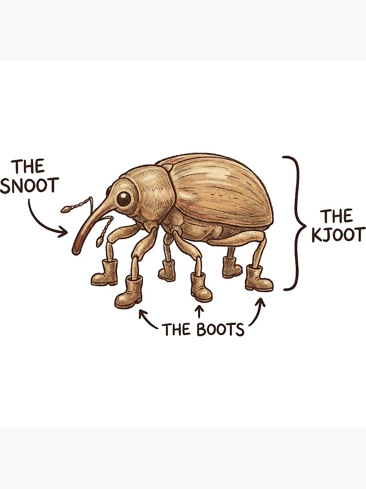Acorn Weevil Illustration