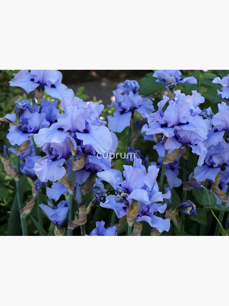 "True Blue" Poster by cuprum | Redbubble