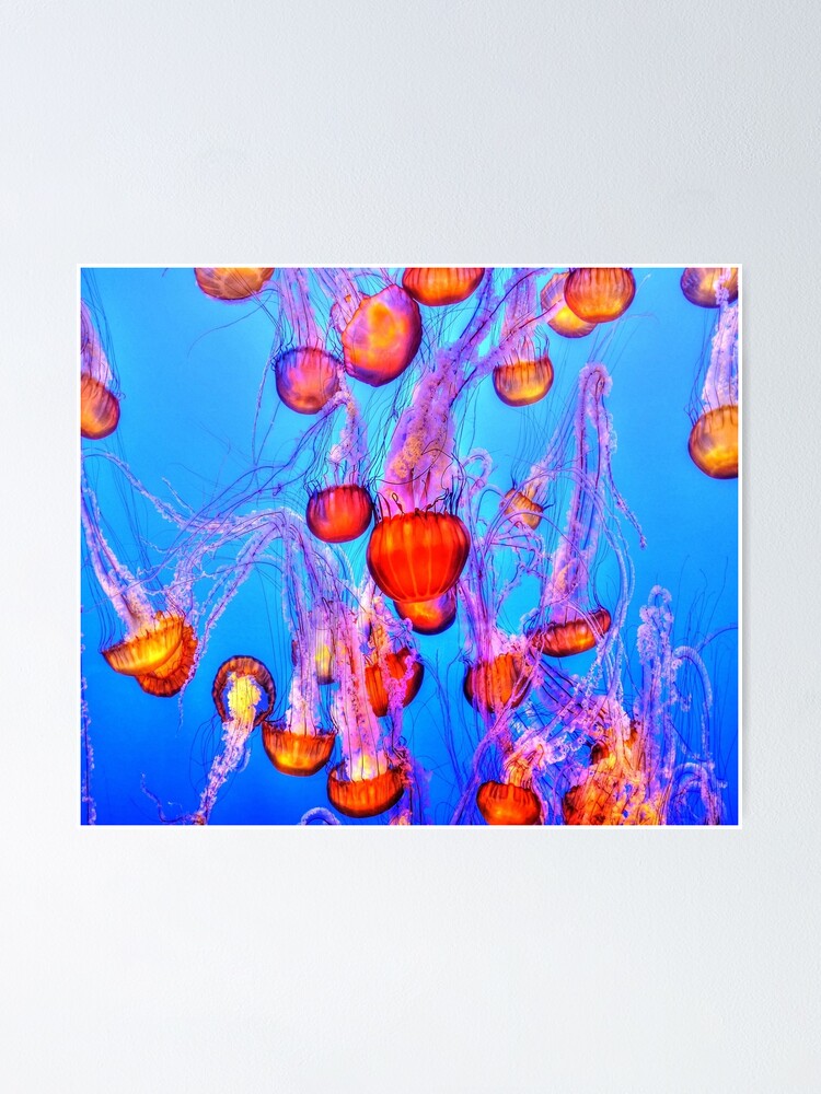 "Jellyfish" Poster for Sale by christineiris | Redbubble