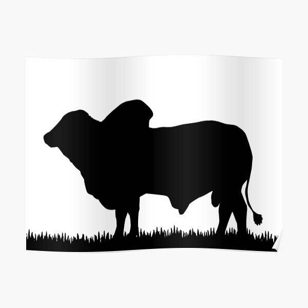 "Brahman Bull Silhouette " Poster by louu69 | Redbubble