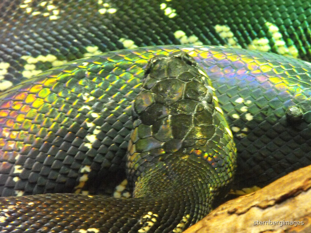 "Boelen's Python" by sternbergimages | Redbubble