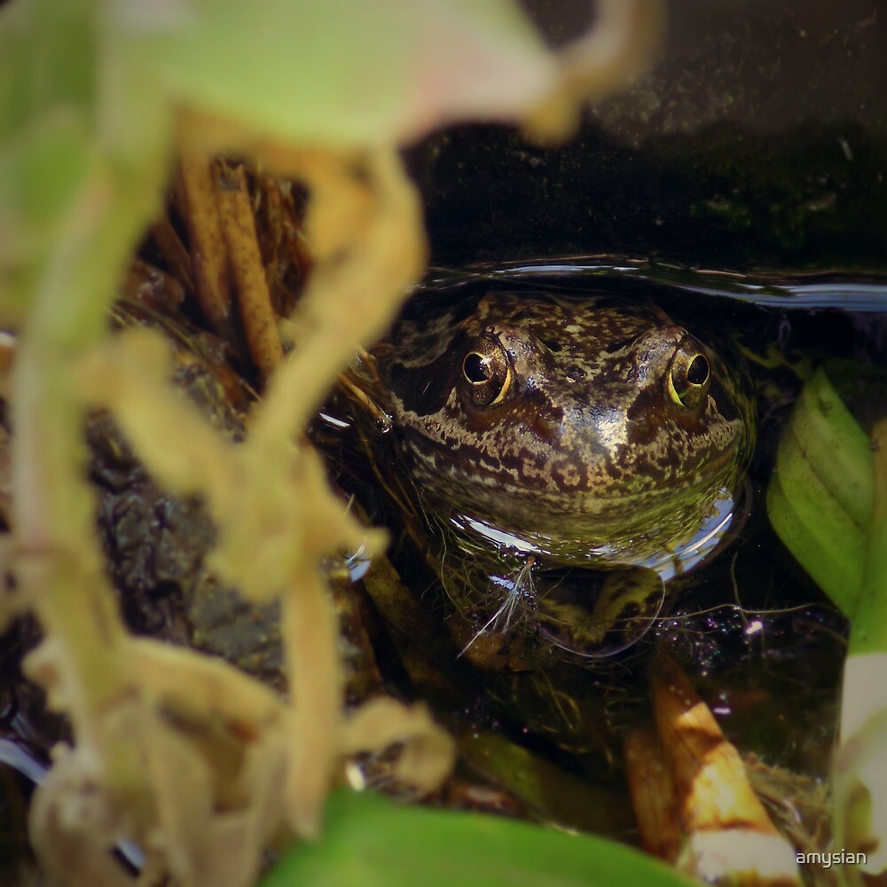 "Tim the Frog" by amysian | Redbubble