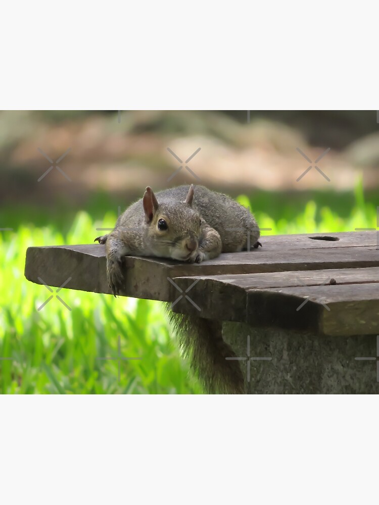 "Relax After Eat" Poster by ZinaStromberg | Redbubble