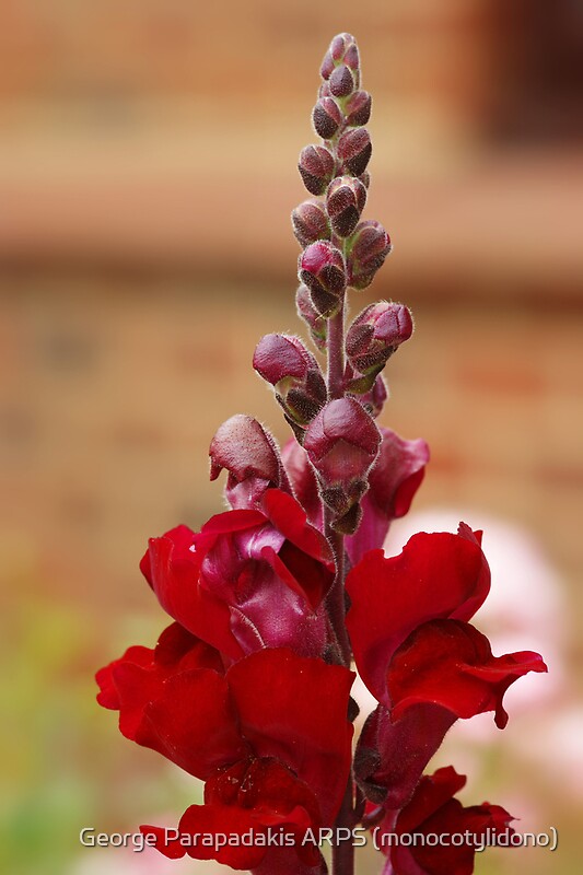 "Snapdragon (Antirrhinum)" by George Parapadakis ARPS (monocotylidono ...