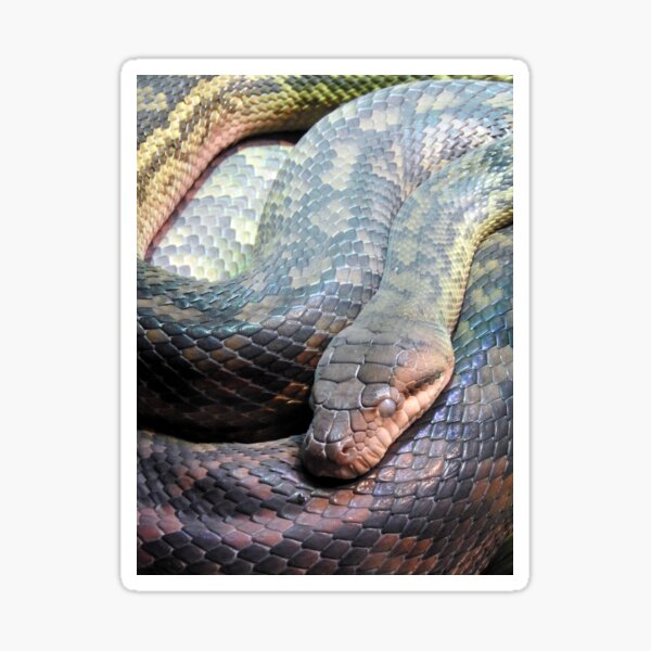 "Amethystine Python" Sticker by kirstybush | Redbubble