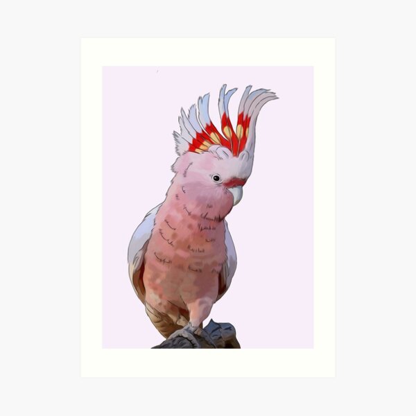 Major Mitchell Cockatoo Wall Art | Redbubble