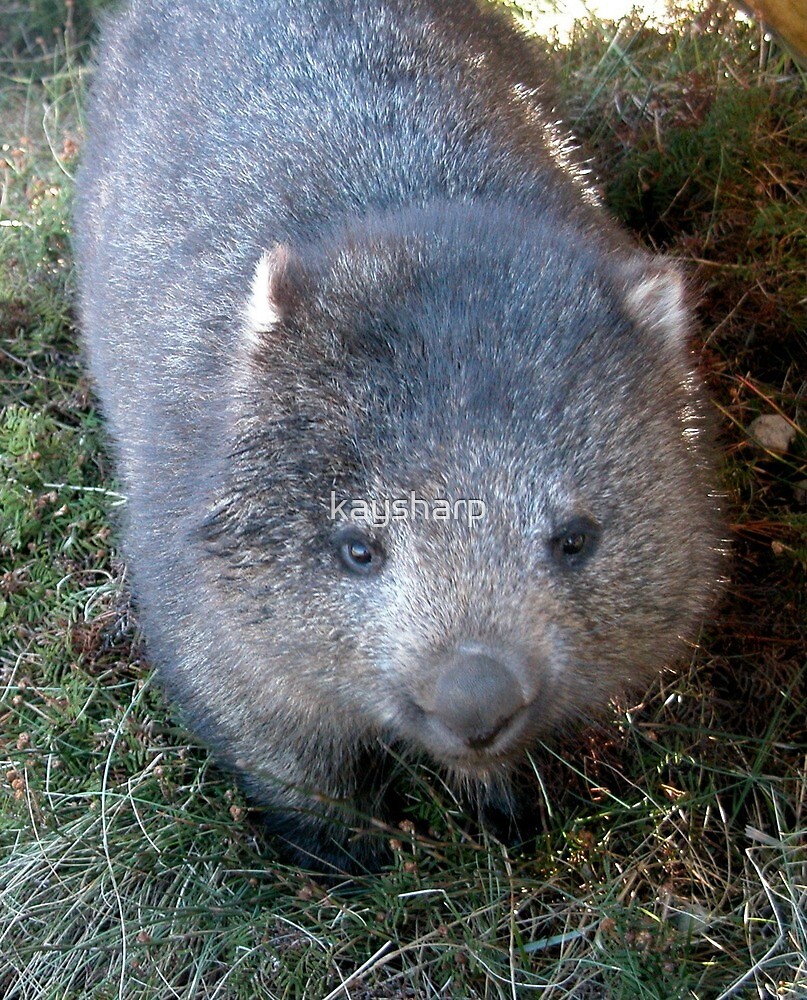 "Curious Wombat, Cradle Mountain, Tasmania, Australia." by kaysharp ...