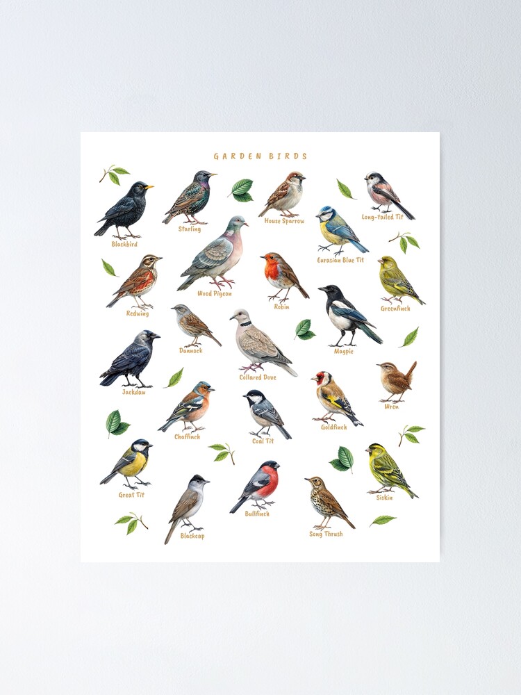 Free British Birds Poster