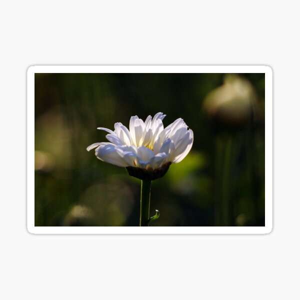 "Backlit" Sticker by GreyFeatherPhot | Redbubble