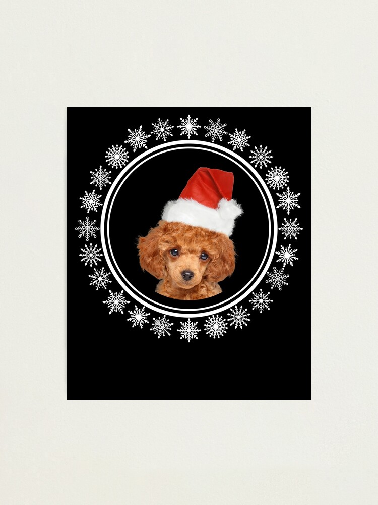 "Cute Christmas Poodle Dog Miniature Santa Hat Snowflakes" Photographic ...