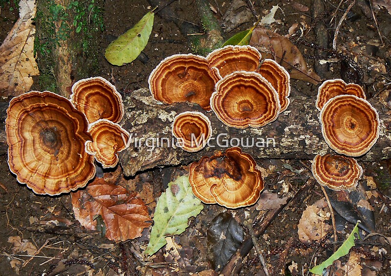"fungus #3 Natural Arch " by Virginia McGowan | Redbubble
