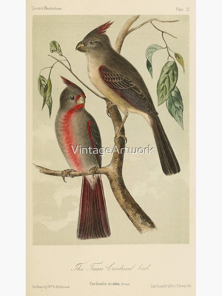 "1862 The Texan cardinal bird " Art Print by VintageArtwork | Redbubble