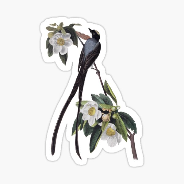 "1840 Fork-Tailed Flycatcher" Sticker for Sale by VintageArtwork ...