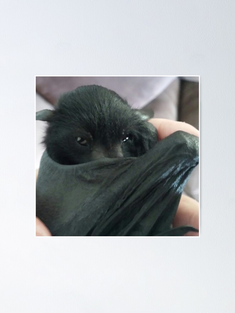 "Larry The Bat No Text Vampire Impression ." Poster by BabyBats | Redbubble