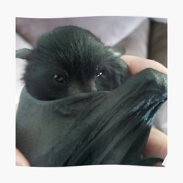 "Larry The Bat No Text Vampire Impression ." Poster by BabyBats | Redbubble