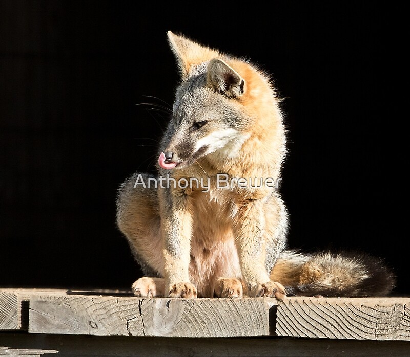 "Fox licks his sniffer" by Anthony Brewer | Redbubble