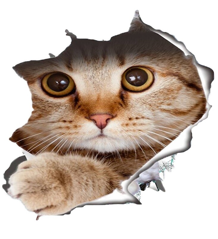 "cat sticker car" by hamzabarcelonaa | Redbubble