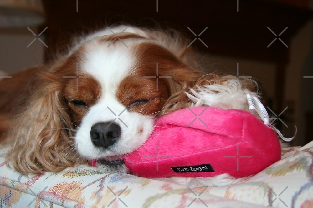 "Peaceful Joy ~ Cavalier King Charles Spaniel" by daphsam | Redbubble