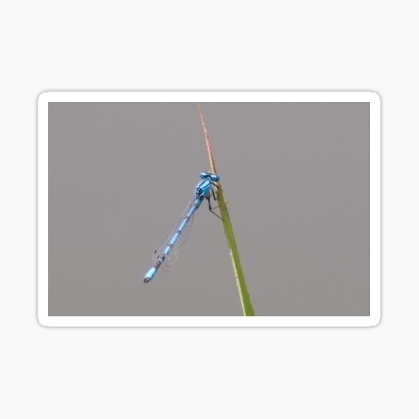 Damsel Merch & Gifts for Sale | Redbubble