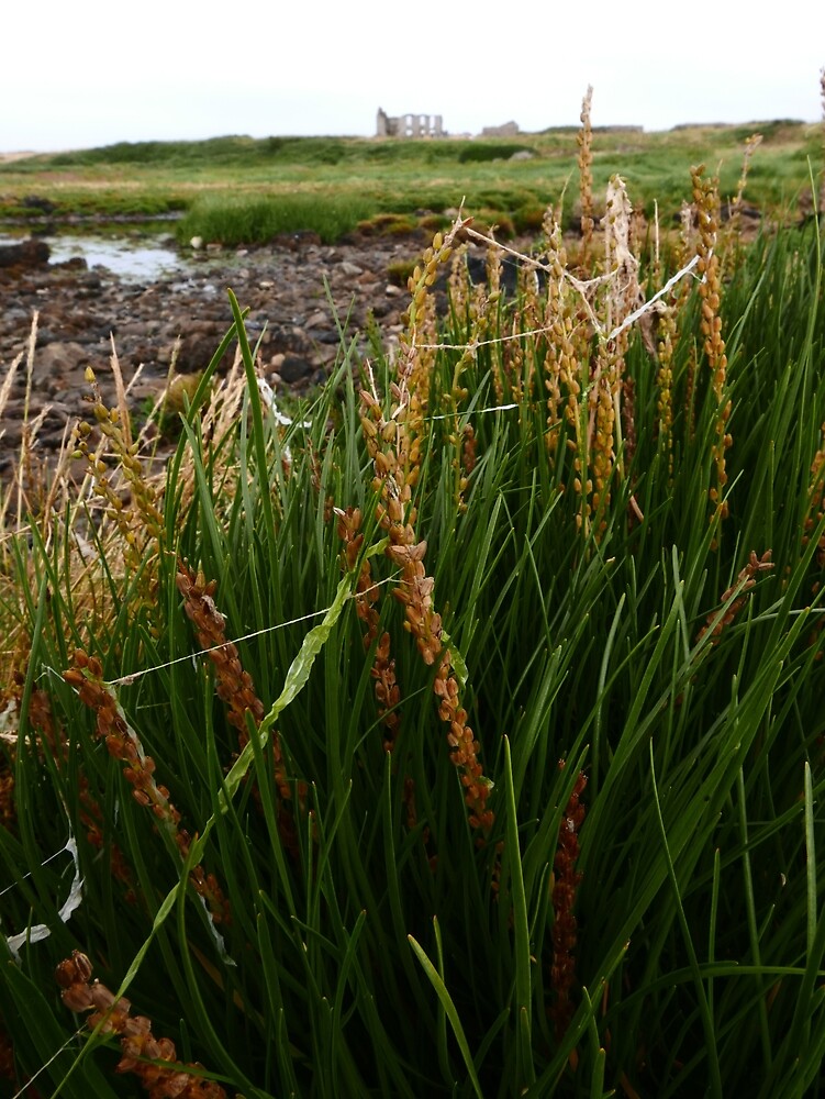 "Sea Arrowgrass (Triglochin maritima)" by IOMWildFlowers | Redbubble
