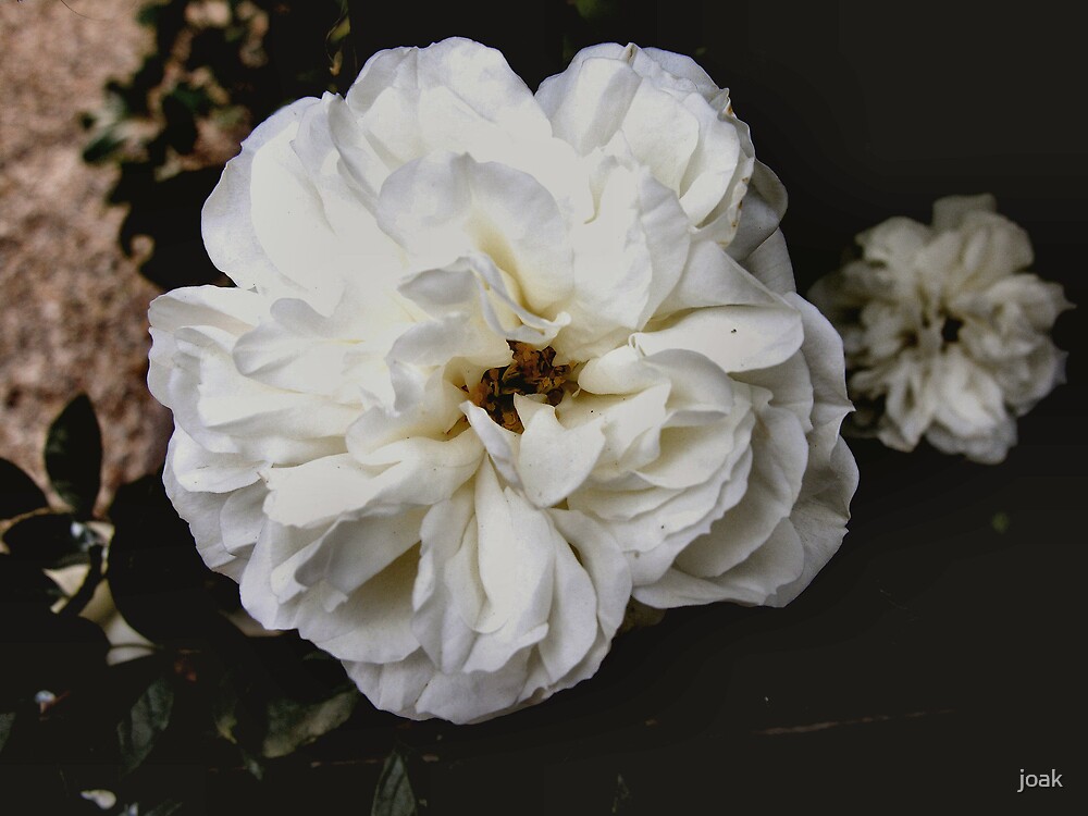 "The White Cockade" by joak | Redbubble