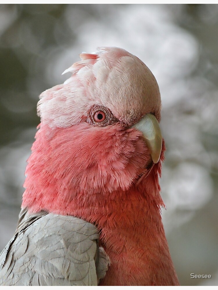Female Australian Galah Premium Matte Vertical Poster Designed & Sold ...