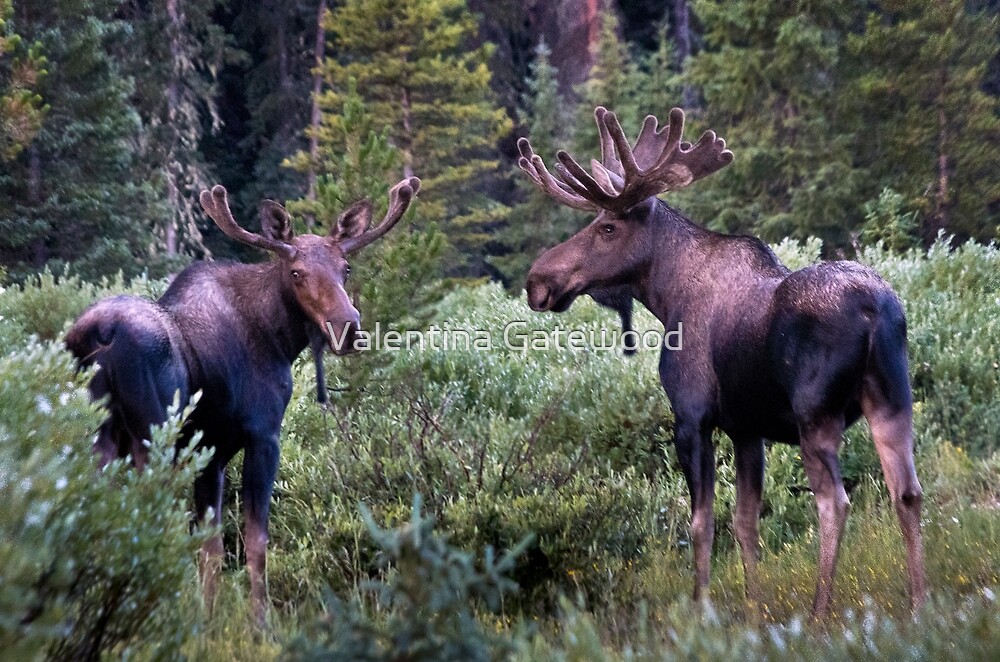 "Two Moose" by Valentina Gatewood | Redbubble