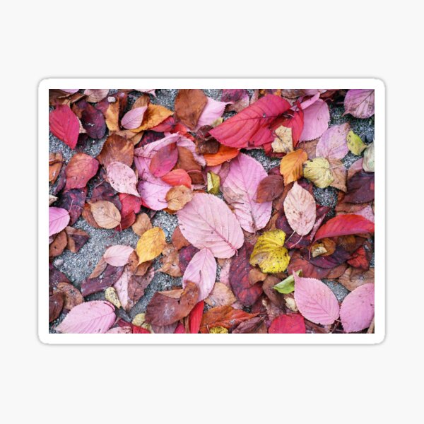 "Colorful Autumn Leaves - Foliage Late Summer Colors Red Pink Violet ...