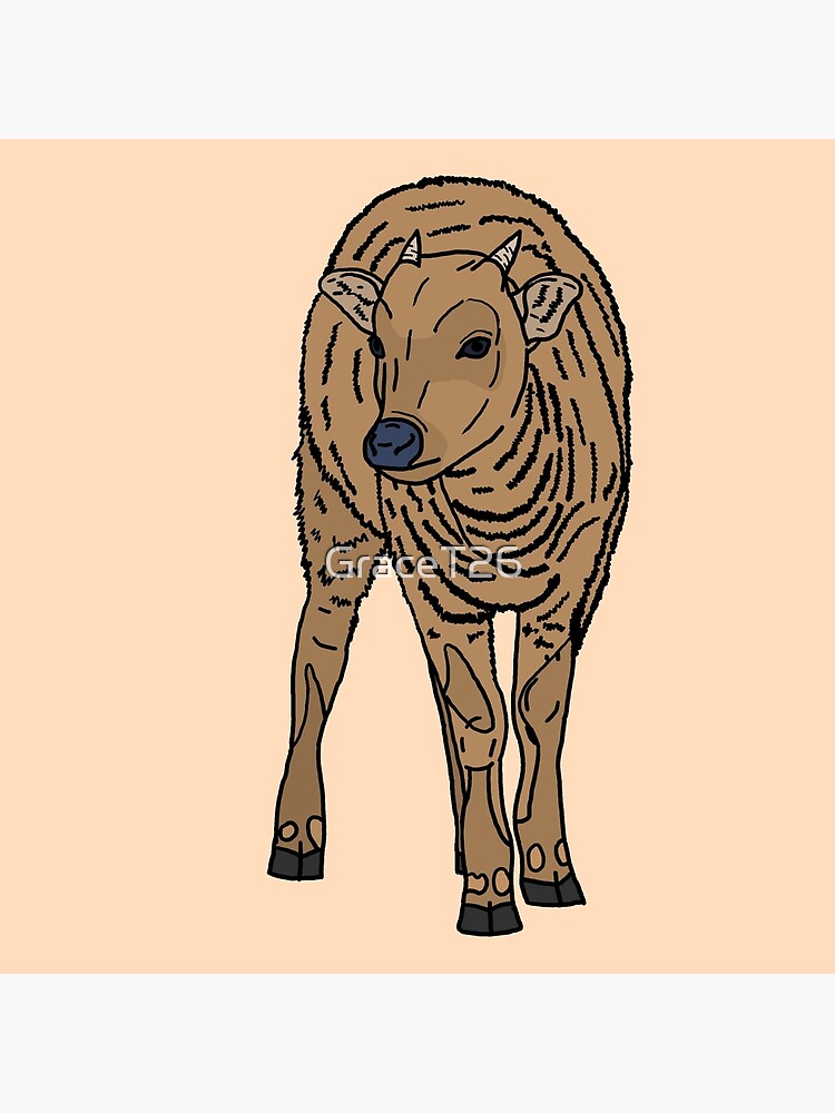 Philippine Tamaraw Drawing