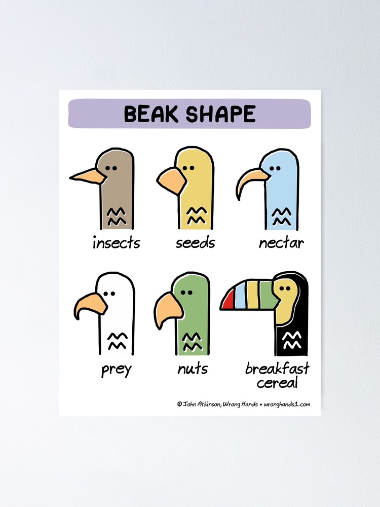 "beak shape" Poster by WrongHands | Redbubble