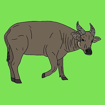 Philippine Tamaraw Drawing
