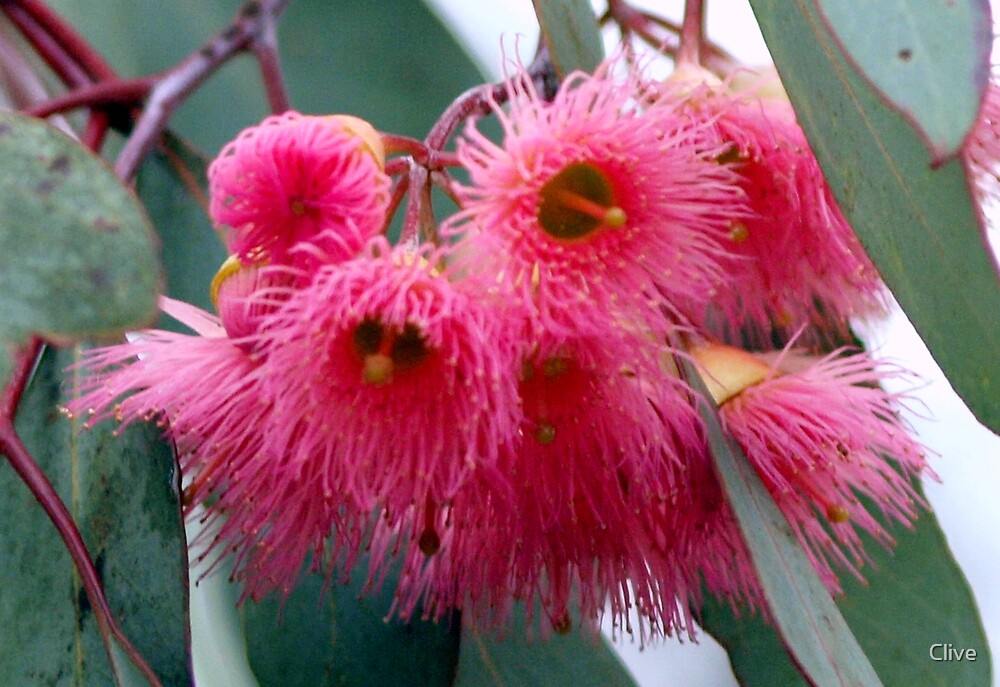 "Flower of the Box Ironbark Eucalypt Tree" by Clive | Redbubble