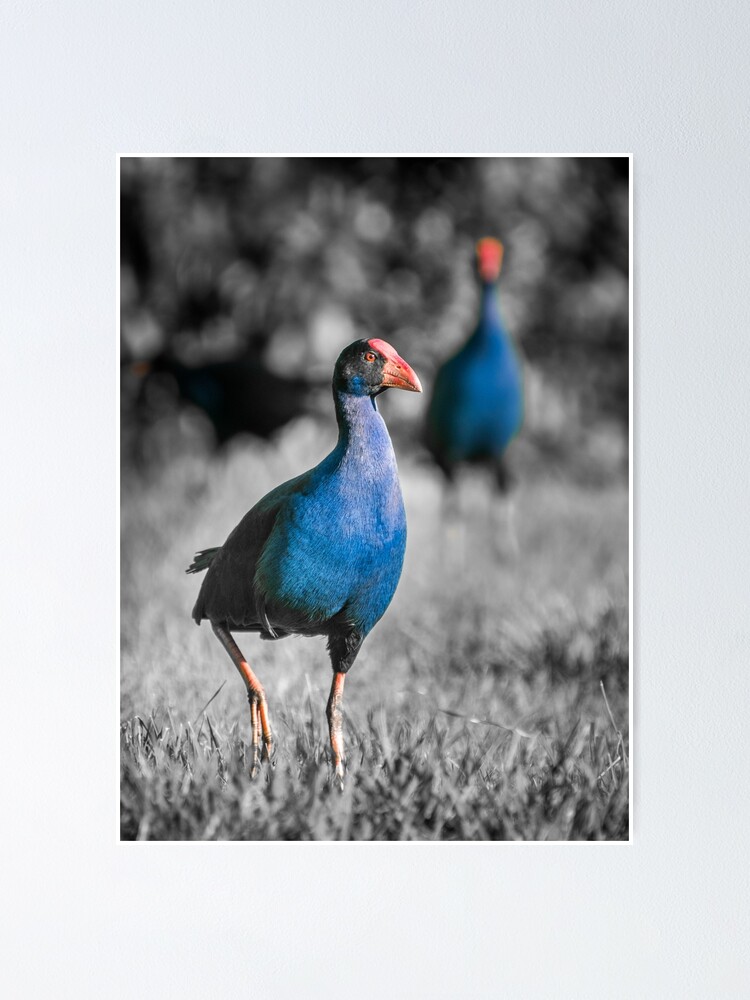 "Pukeko" Poster by lifeontheroadnz | Redbubble