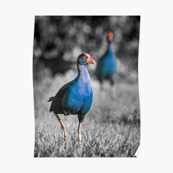 "Pukeko" Poster by lifeontheroadnz | Redbubble