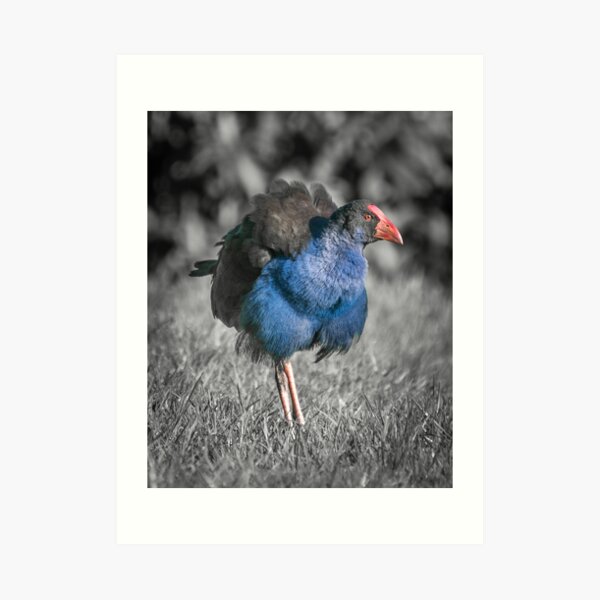 Pukeko Wall Art | Redbubble
