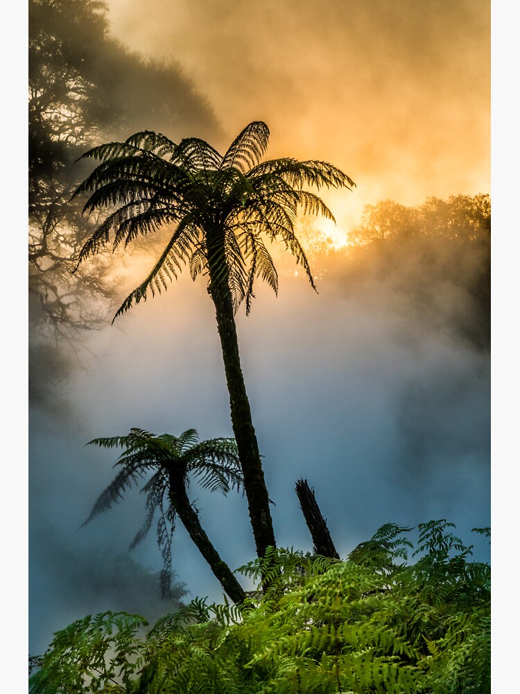"Rotorua Misty Tree Fern" Sticker for Sale by lifeontheroadnz | Redbubble