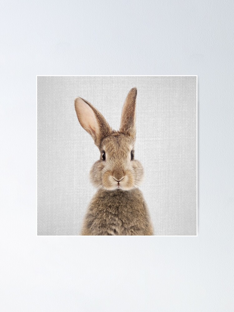 "Rabbit - Colorful" Poster for Sale by galdesign | Redbubble