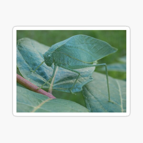 "Katydid" Sticker for Sale by catrantula | Redbubble