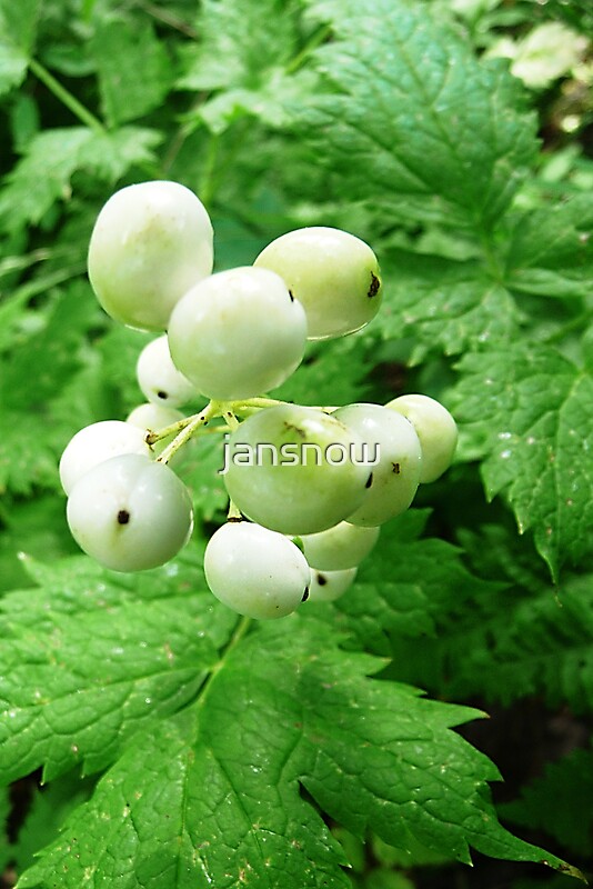 "White Baneberry - POISON ©" by jansnow | Redbubble