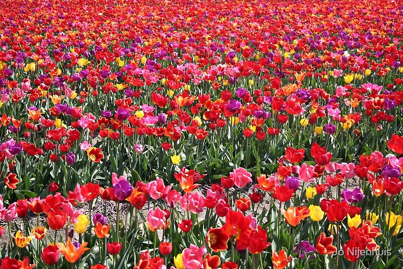 "Rainbow Tulip Garden" by Jo Nijenhuis | Redbubble