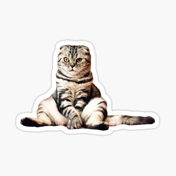 "Chilly, sitting cat - gift-hit! Sitting cat" Sticker for Sale by ...