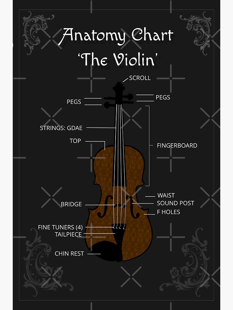 "Violin Anatomy Chart" Sticker by razzelshirts | Redbubble