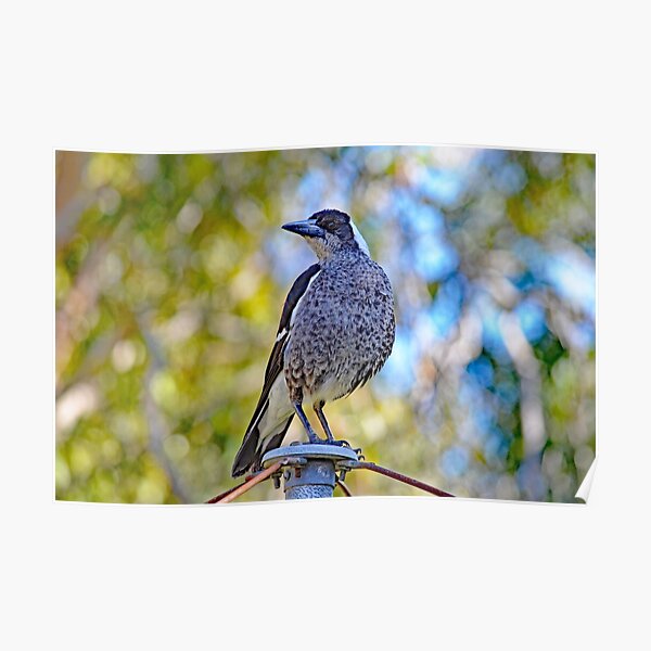 Australian Magpie" Poster for Sale by GeoPipics | Redbubble
