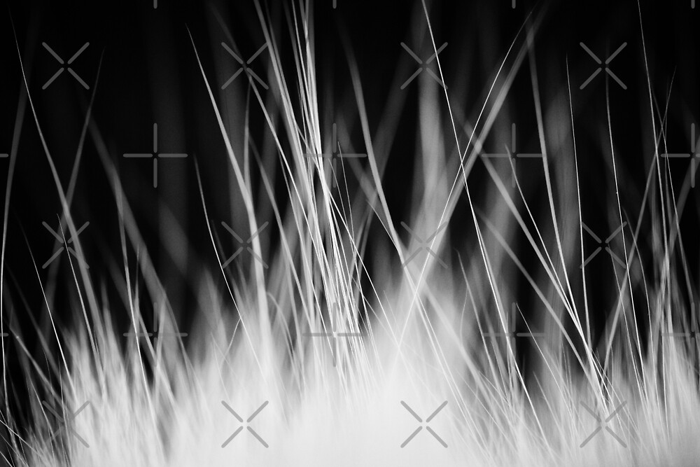 "White Static" by Karen Stahlros | Redbubble