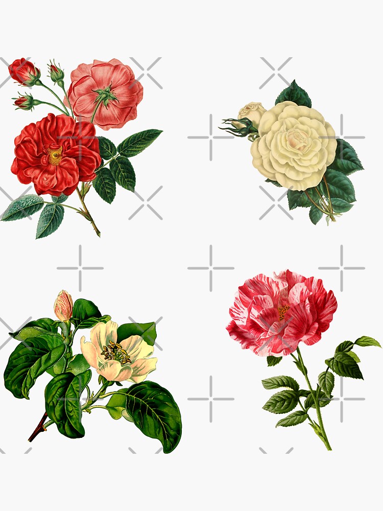 "Rose Sticker Sheet" Sticker for Sale by kassiopeiia | Redbubble
