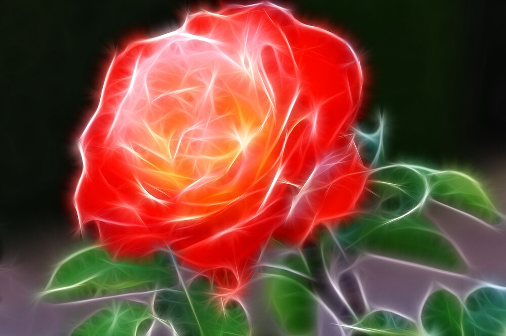 "Shining Rose" by Xcape | Redbubble