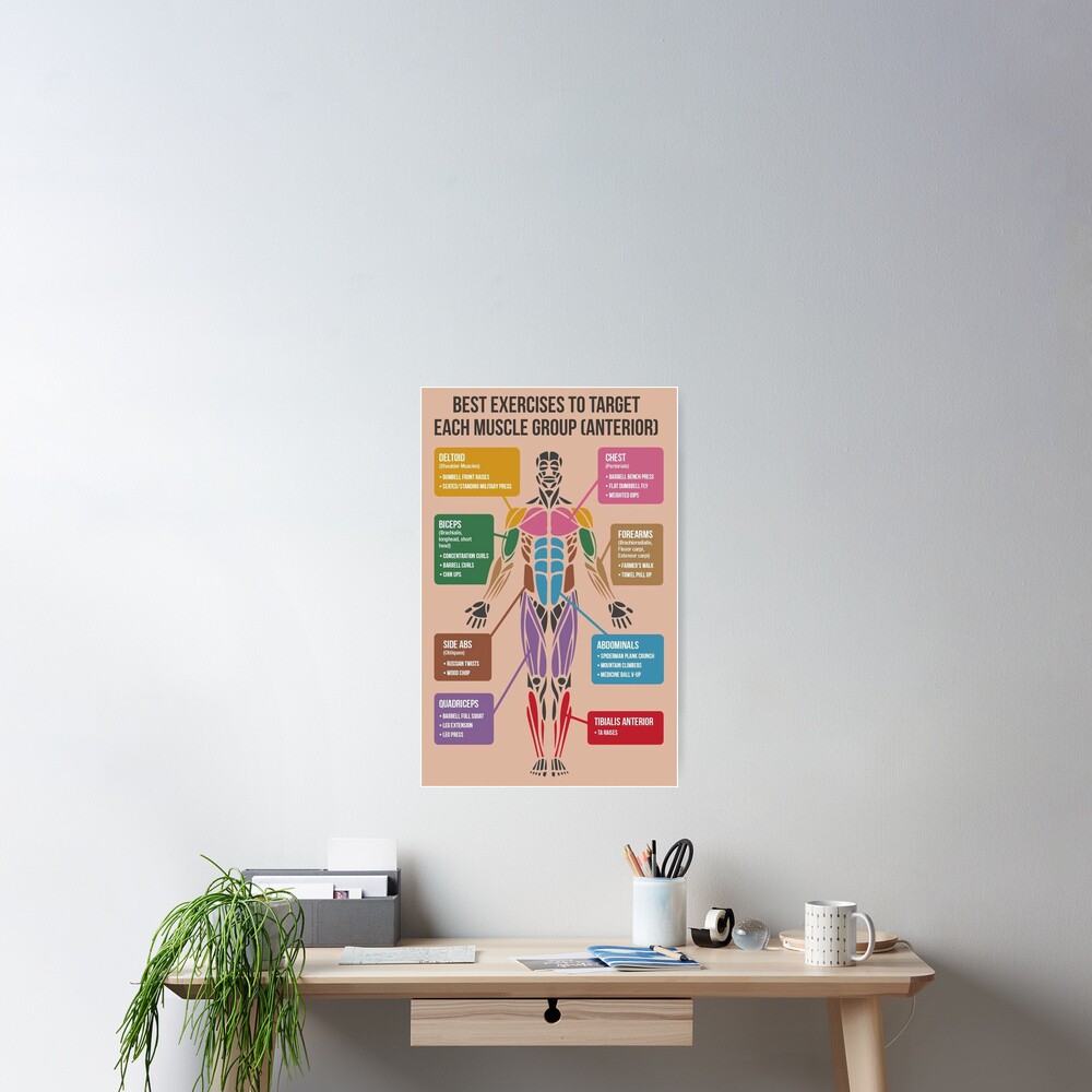 "Best Exercises For Each Muscle Group (Anterior)" Poster for Sale by ...