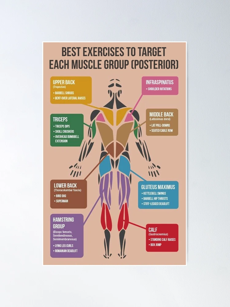 Muscle Group Workout Chart 10 Rules For Building Muscles On Bulking
