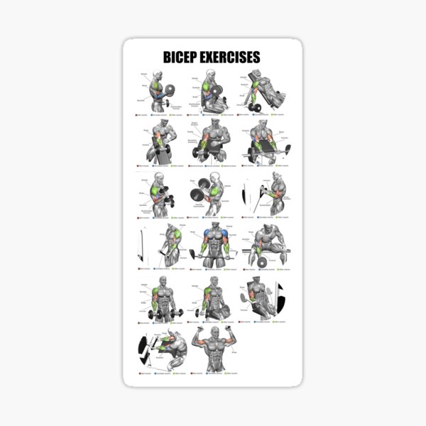 "Bicep Exercises" Sticker for Sale by superfitstuff | Redbubble